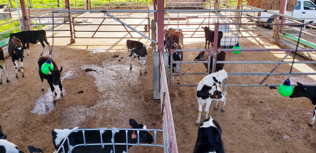 Calf Ball – FutureCow Store